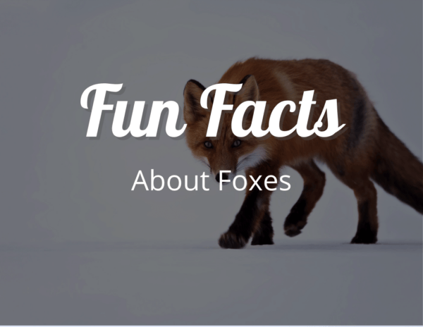 12 Fantastic Fun Facts About Foxes That Will Leave You Awestruck ... 12 Fantastic Fun Facts About Foxes That Will Leave You Awestruck ...