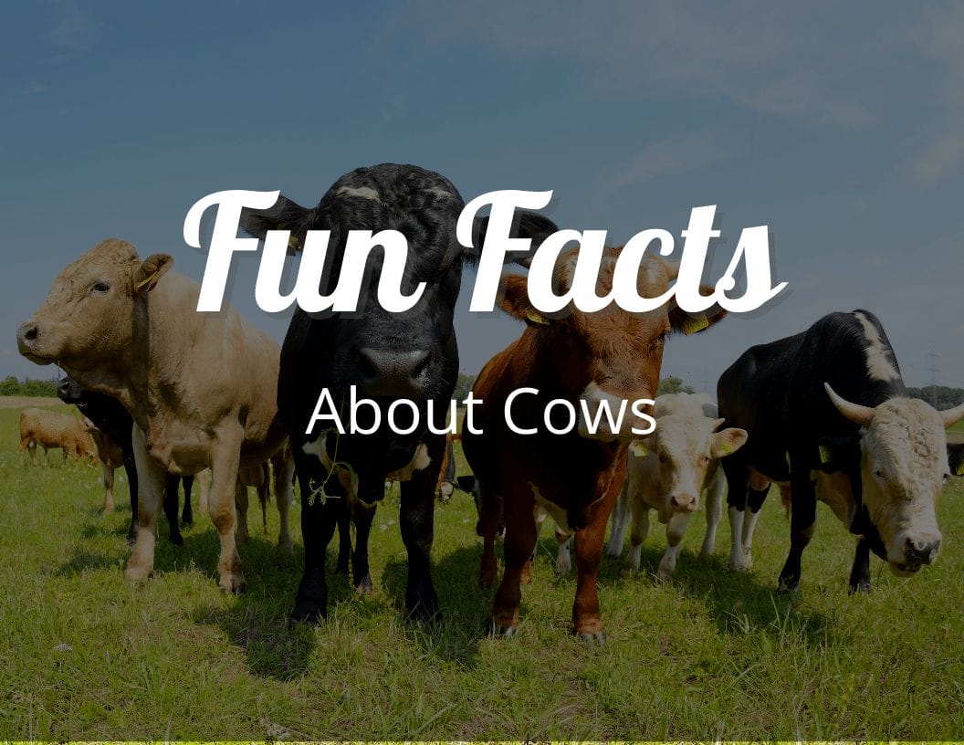 12 Udderly Amazing Fun Facts About Cows That Will Leave You Moo Tivated