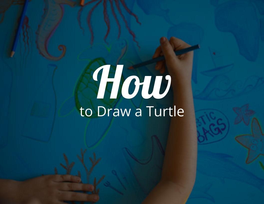 How To Draw A Turtle (Step by Step) - CraftyThinking